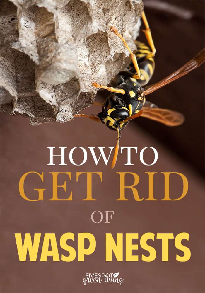 blog-get-rid-wasp-nest