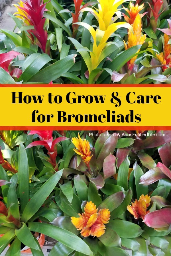 how-to-grow-and-care-for-bromeliads-vertical